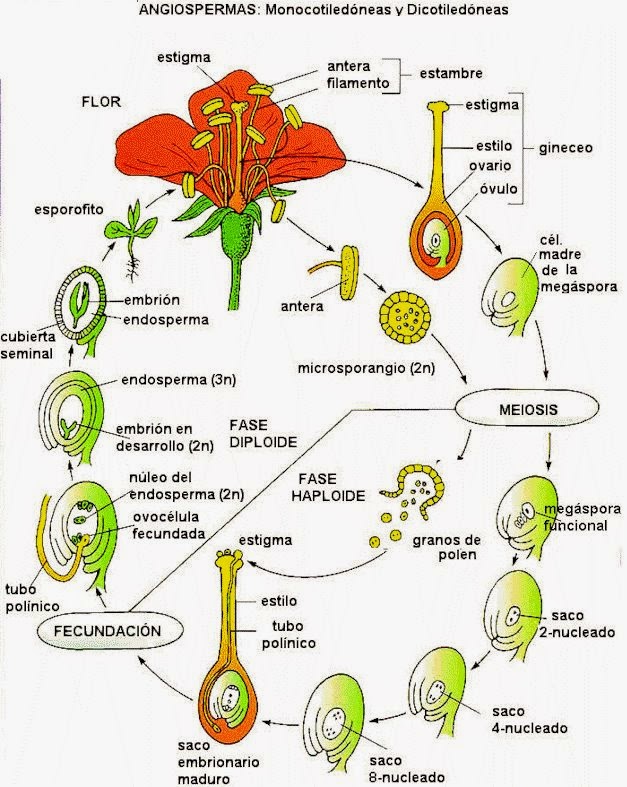 La Reproducción de las Plantas