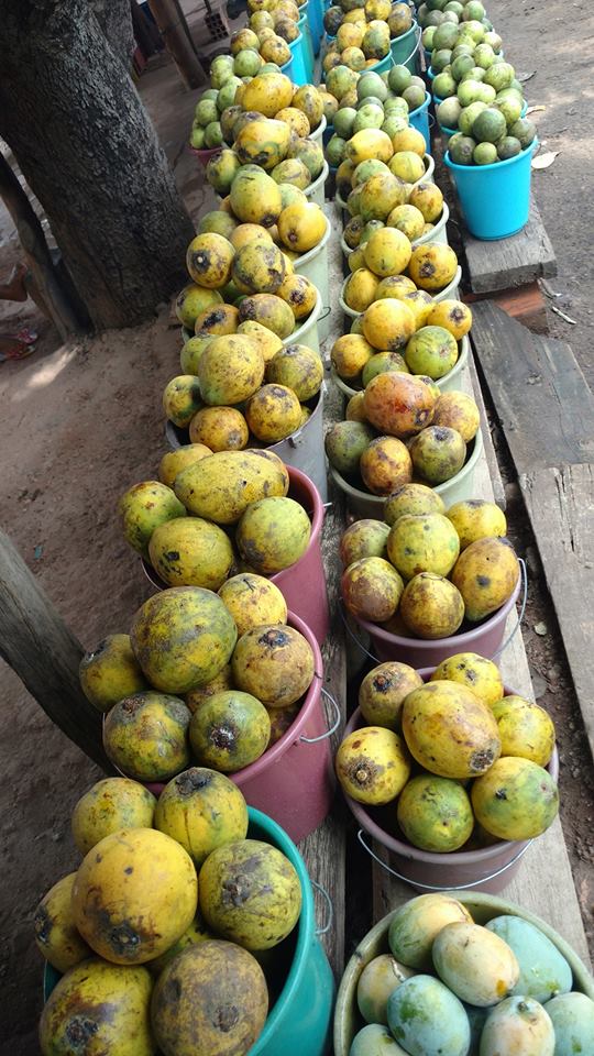Bacuri, um das melhores frutas do mundo
