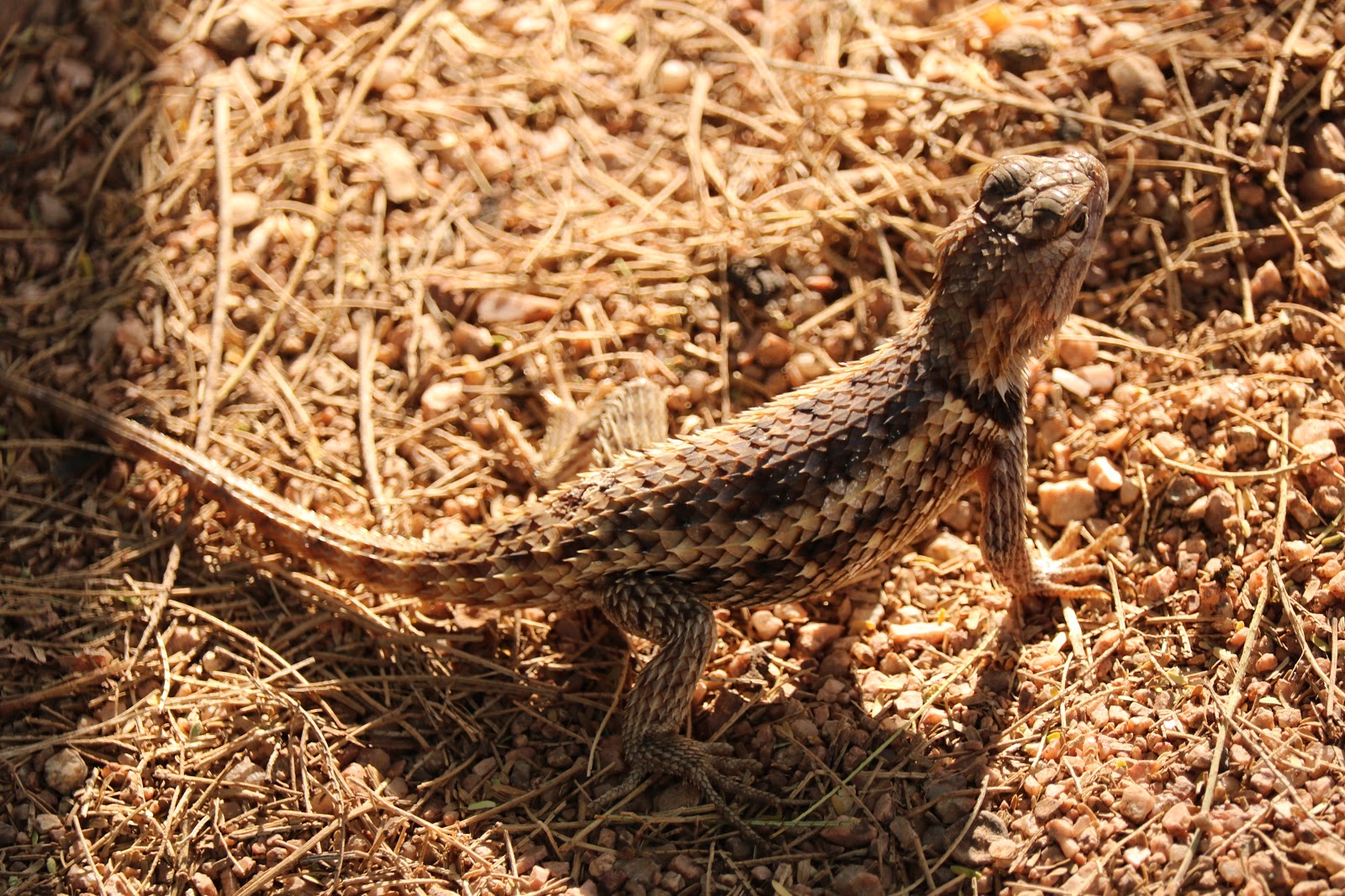 Lizards around Arizona