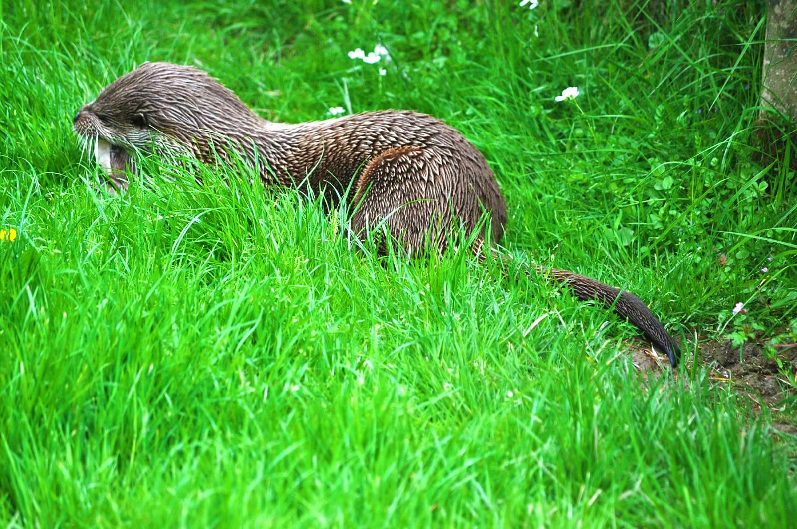 Oh, the places we will go!: More Critters in Cornwall