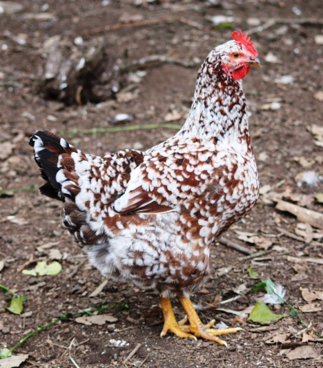 Birding with Trish: The chicken run, Boschveld chickens