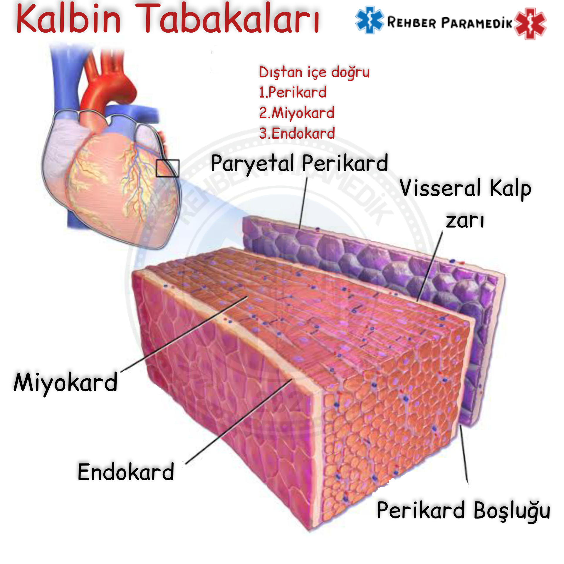 EKG Giriş ve Temel Kavramlar