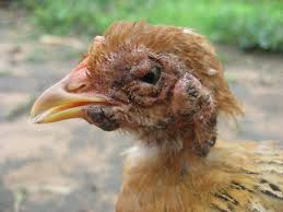 FOWL POX DISEASE:PREVENTION AND TREATMENT: TAKES