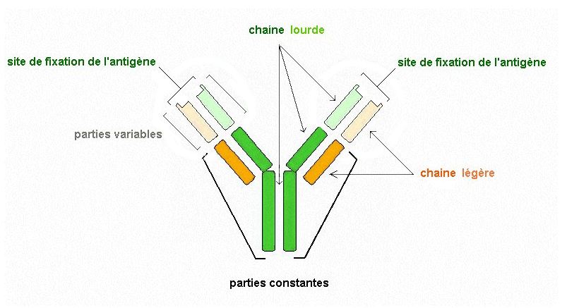 Mon cours d'immuno: mars 2014