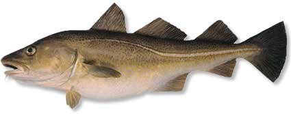 e-Pavārgrāmata, Garšīgu ēdienu receptes svētkiem un ikdienai: Zivis ...