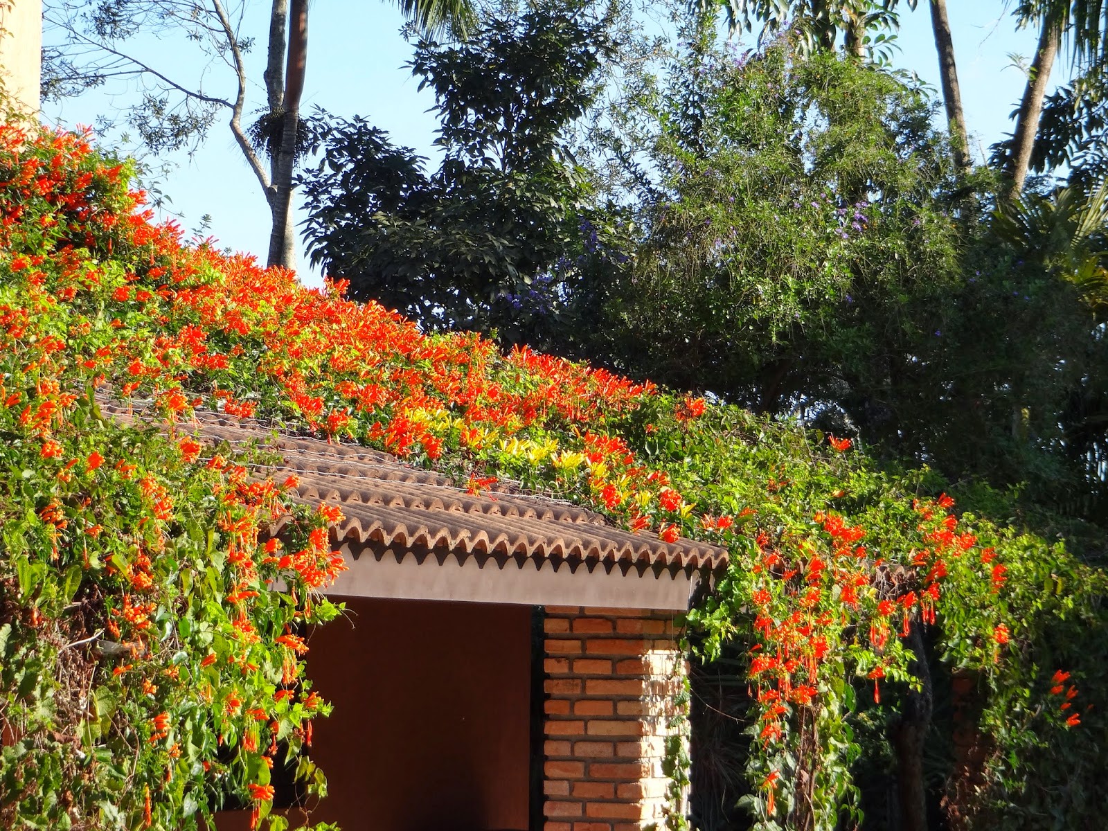 Qualidade de vida e Jardim.: Trepadeiras por Geni Albuquerque.