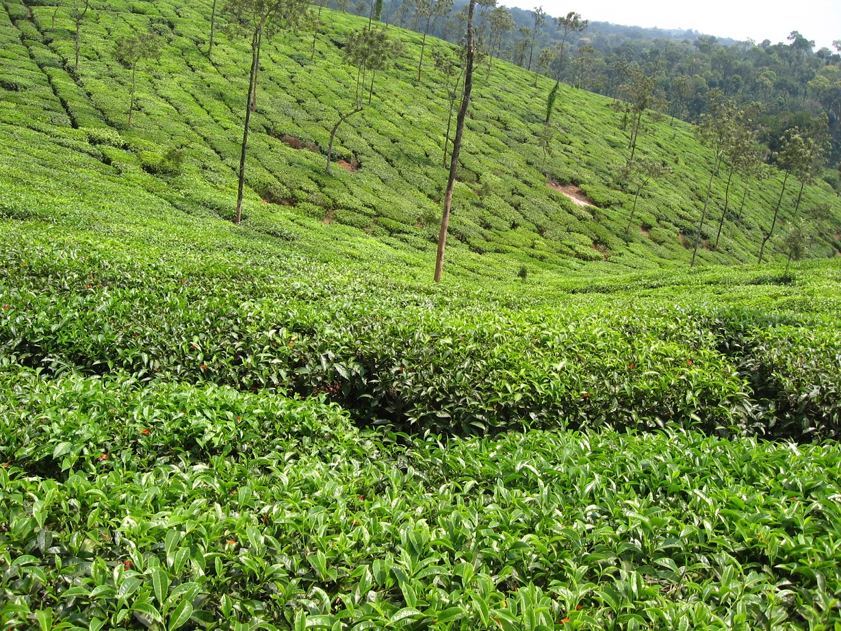 Tata Tea Estate, Coorg - Photographs