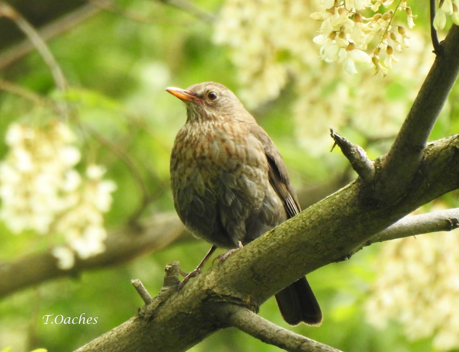 PASARI DIN ROMANIA: MIERLA (1), Turdus merula
