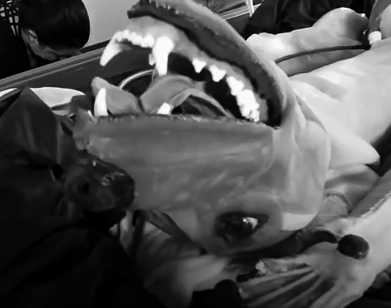 Cat Chit Chat: Syndaver makes synthetic cadavers precluding the need to ...