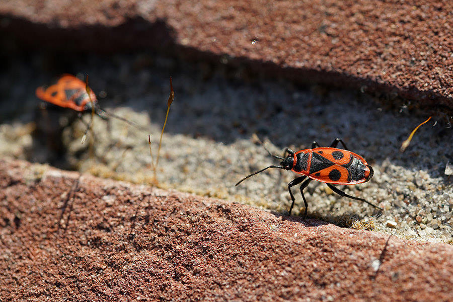 meintaginbildern: Jede Menge Wanzen
