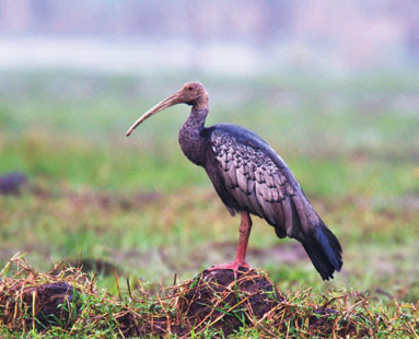 Wider World by CS: The Giant Ibis in Cambodia.