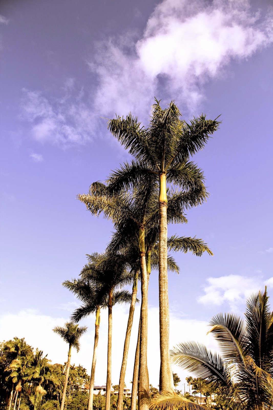 Star Looker Photography