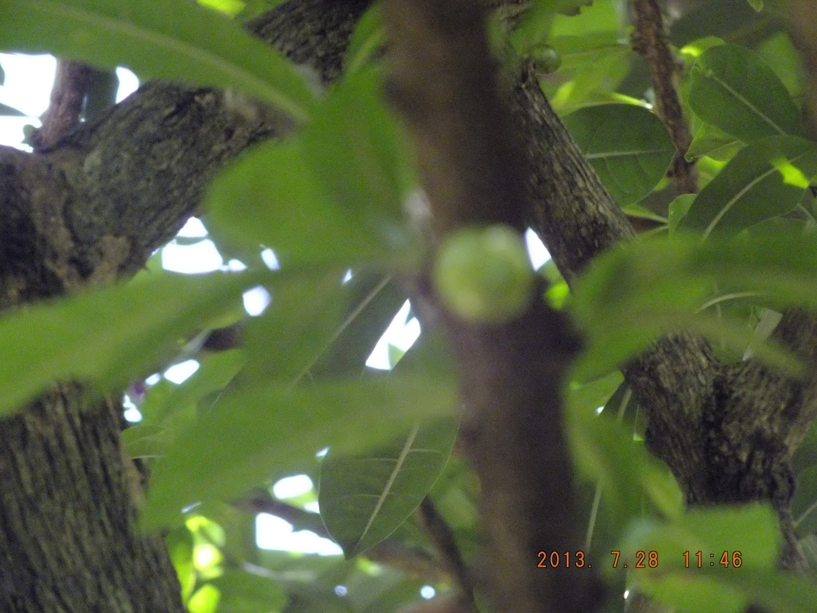 Photography with Dr. Ernie.: Plant/Tree, Miracle fruit, Crescentia ...