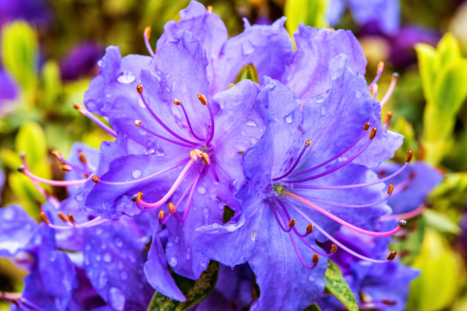 Florida Landscape Design Blog by Connie Helena: Flower of March: Azalea ...