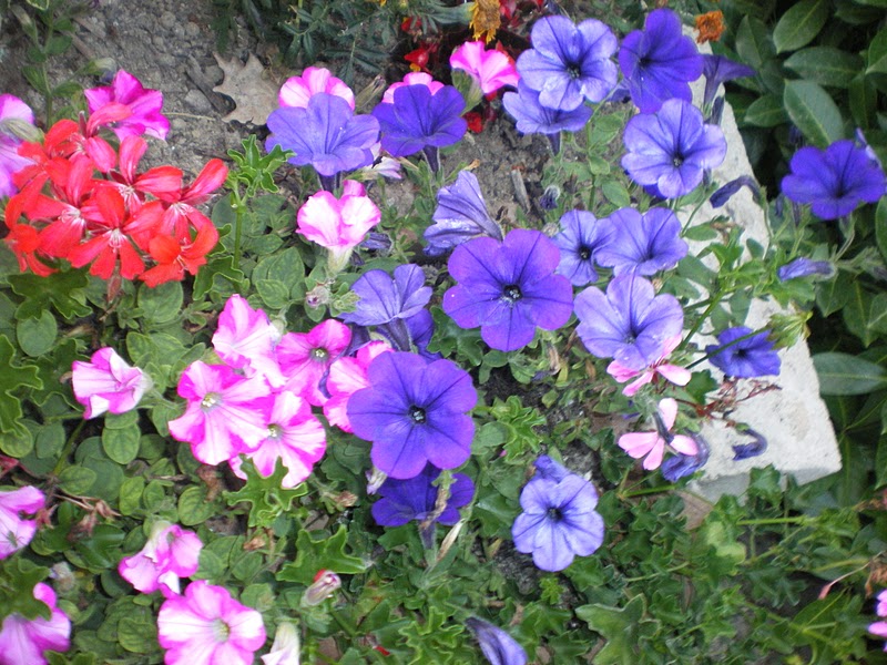 HORTA À PORTA: PETÚNIAS EM TONS DE AZUL