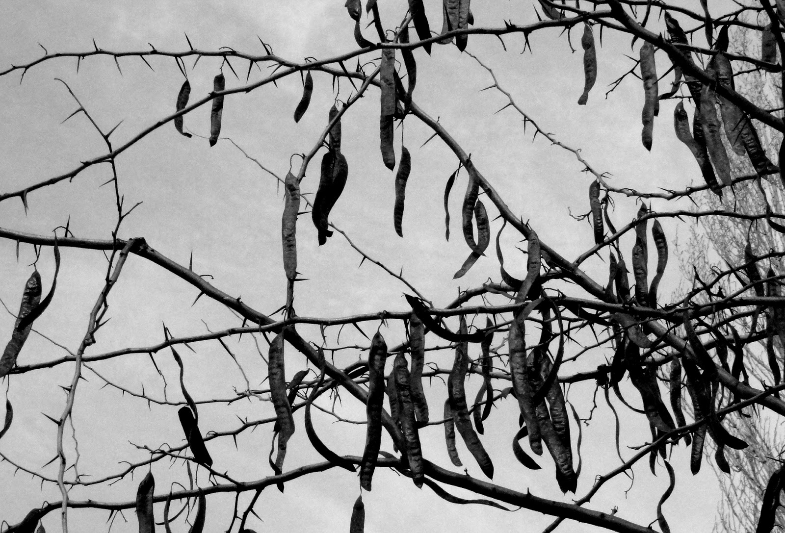 Imagini alb-negru cu plante / Black and white images with plants ...