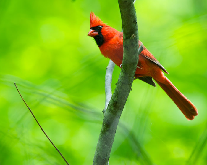 Red and the Peanut: ...there's no way she can see me now!