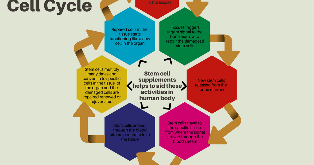 Health Stem Cell Food Supplement - Maintaining Healthy Lifestyle