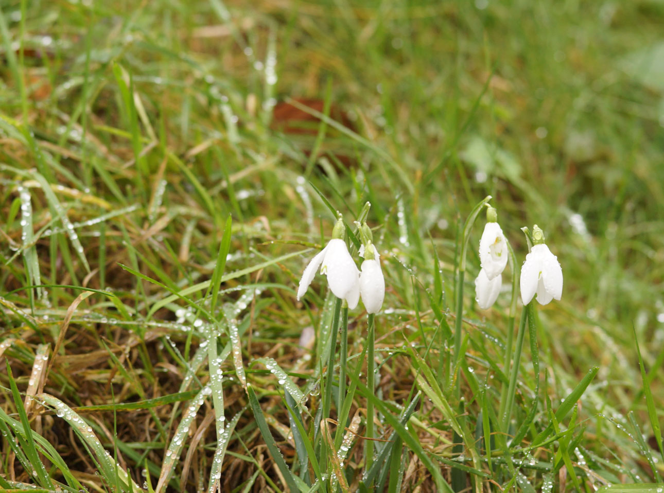 Snowdrops in bloom - Sophie in the Sticks
