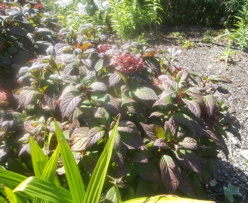 Future Plants by Randy Stewart: Hydrangea - Other Species