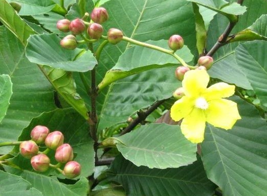 FILAMAN MALAYSIA: BRUNEI DARUSSALAM: FLORA STAMPS