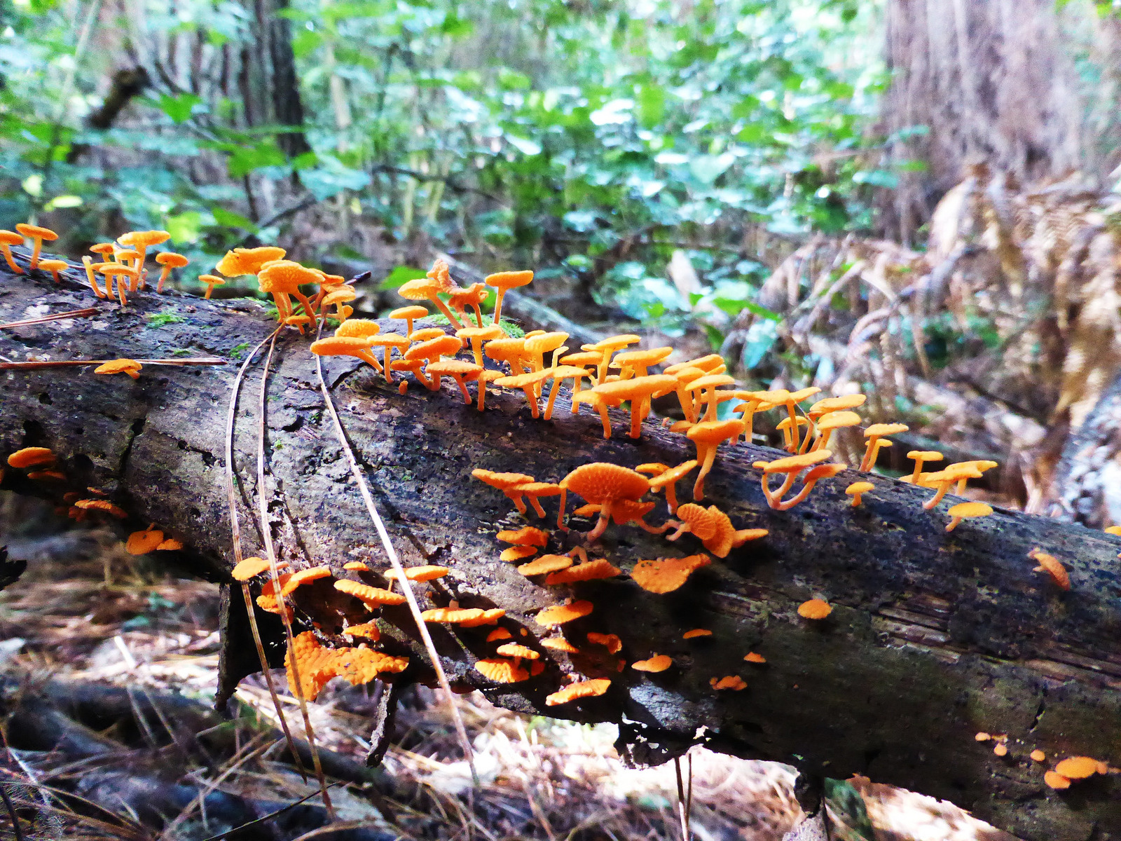 Real Monstrosities: Orange Pore Fungus