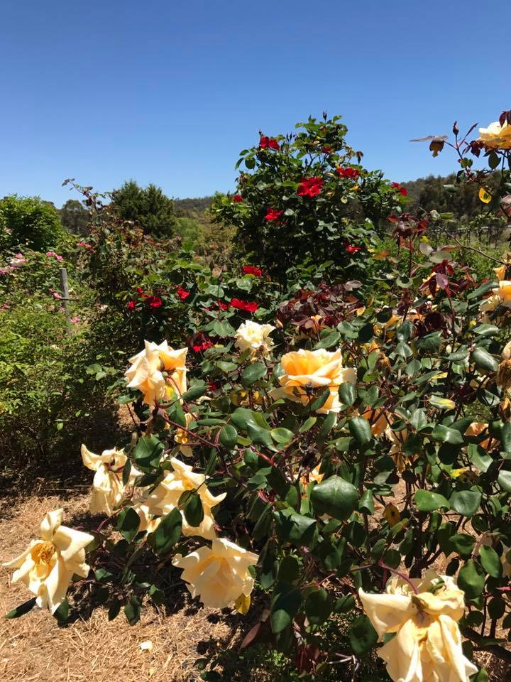 umiyumi2 : our life in perth, WA: Mostly Roses Nursery - Donnybrook, WA