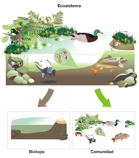 APRENDIENDO JUNTOS: LOS COMPONENTES DE UN ECOSISTEMA