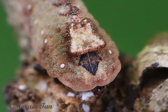 Butterflies of Singapore: Life History of the Banded Royal