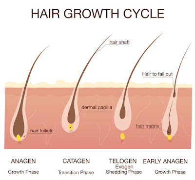 Why does our hair fall out, Causes and prevention methods