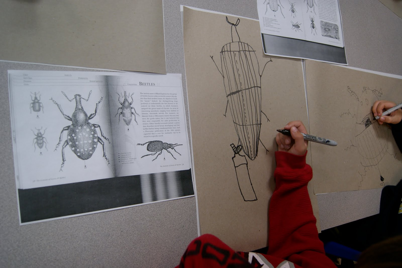 Scientific Bug Drawings