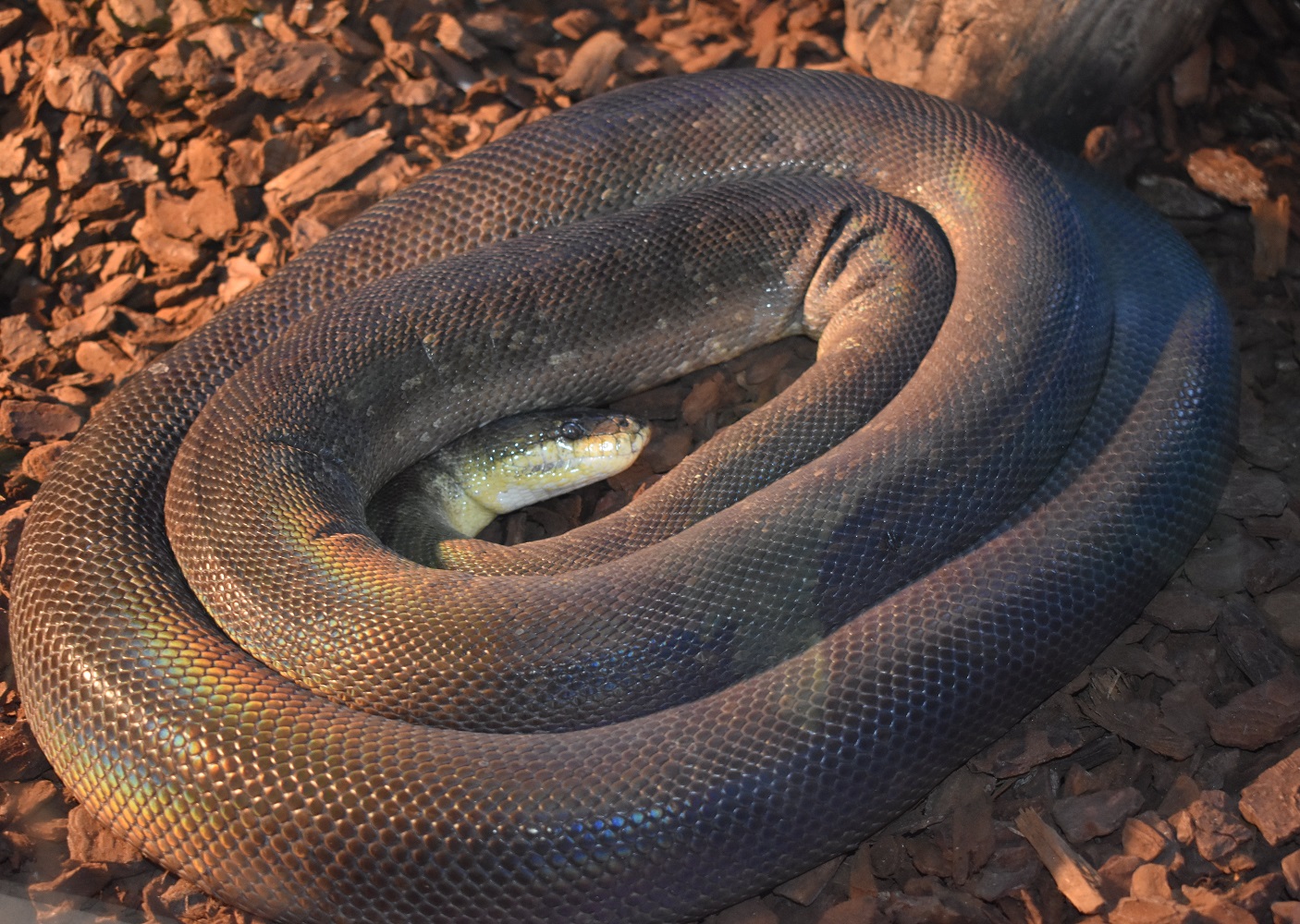 ZOOTOGRAFIANDO (6.100 ANIMALS): PITÓN DE SAVU / SAVU PYTHON (Liasis ...