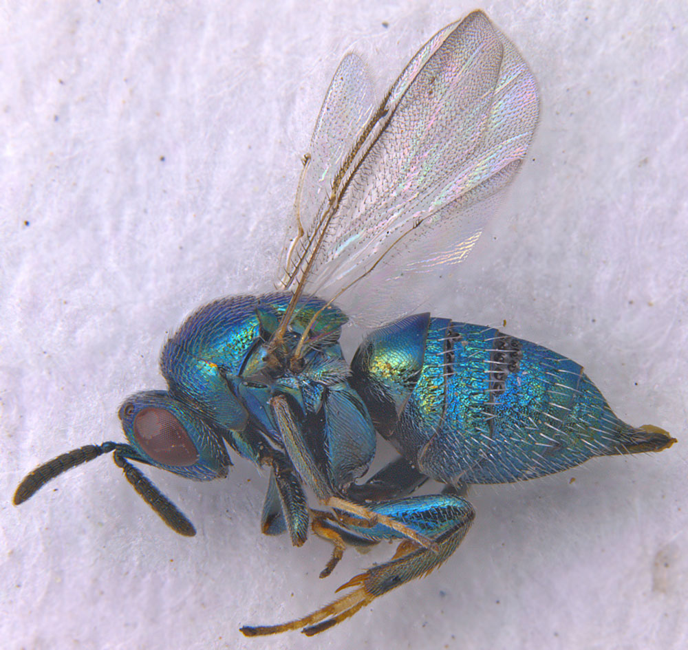 Variety of Life: Ormyridae