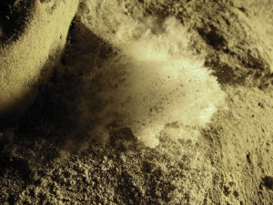 Science Minus Details: Why Pee is Cool - entry #3 - "Explosive ...