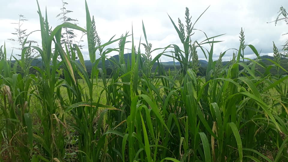 Miracle Barnyard Millet