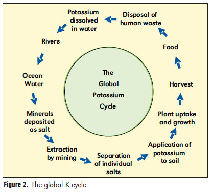 Potassium Cycle