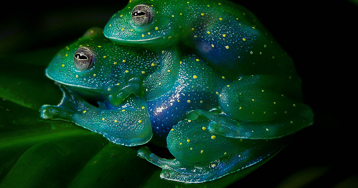 The Amphibian Foundation's Frog Blog