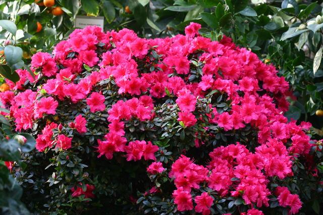 Всё о бегониях и не только...: Рододендрон 'Хексе' / Рододендрон 'Hexe ...