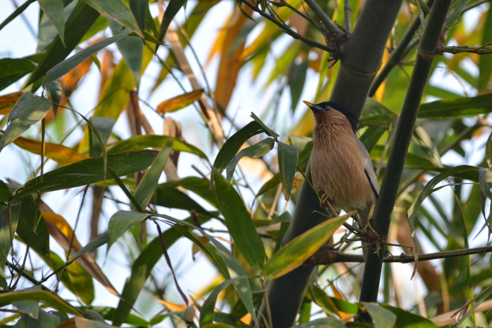 Jai's Bird Photography