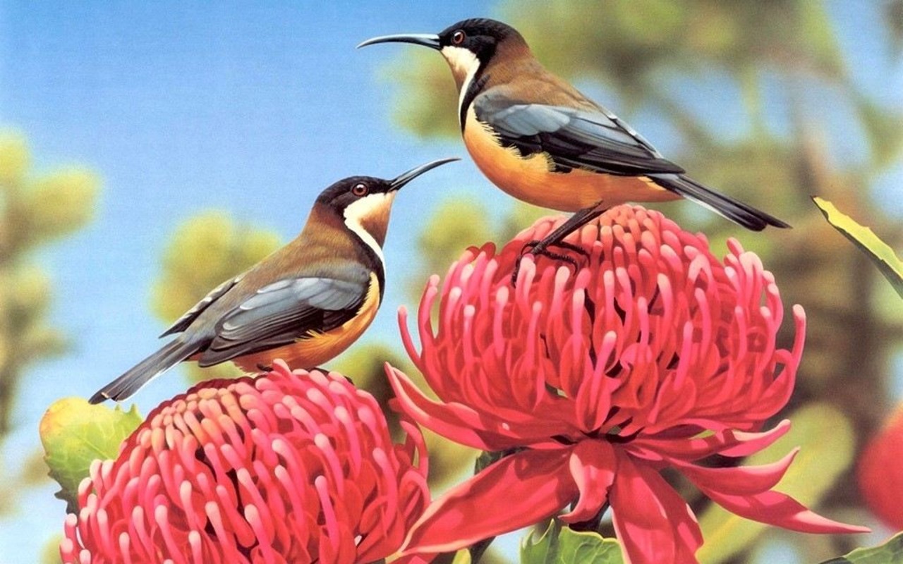 Birds Pigeons Pakistan: Beautiful Small Birds Wallpapers Birds Pigeons Pakistan: Beautiful Small Birds Wallpapers