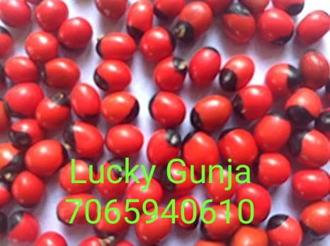 Rosary Pea Safed Gunja is Costliest Seed 7065940610