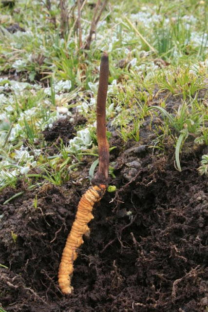 CORDYCEPS |YARSAGUMBA: यार्सागुम्बा|