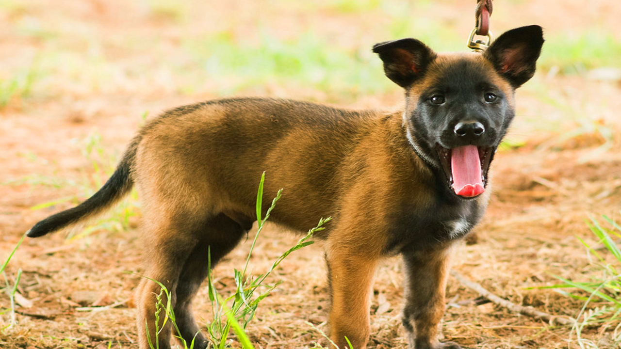 Les meilleures informations sur les chiots malinois