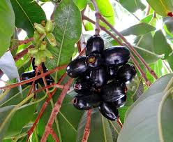 Naval / Nagapazham Tree / Syzygium cumini (Jambolan/Java plum/Black ...