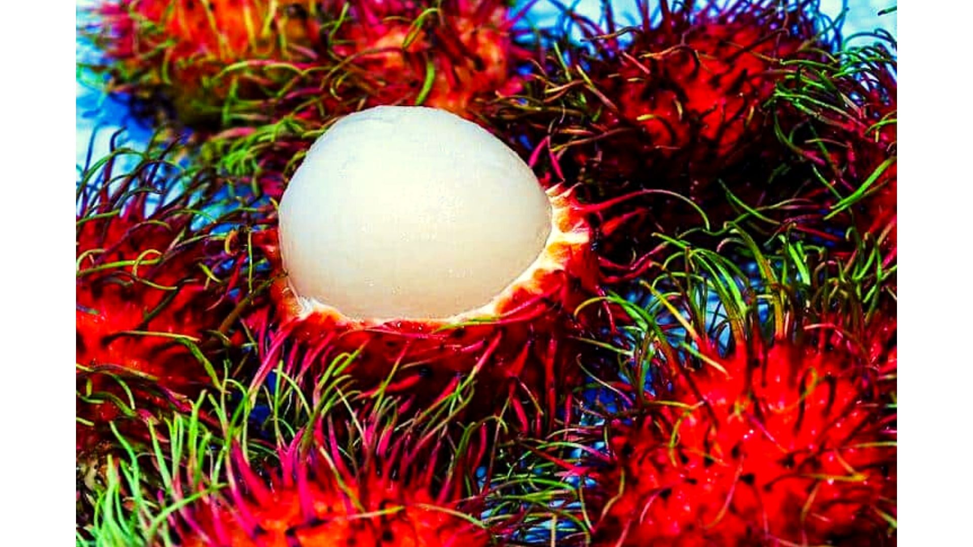 7 Frutas más raras del mundo | K! The Magazine