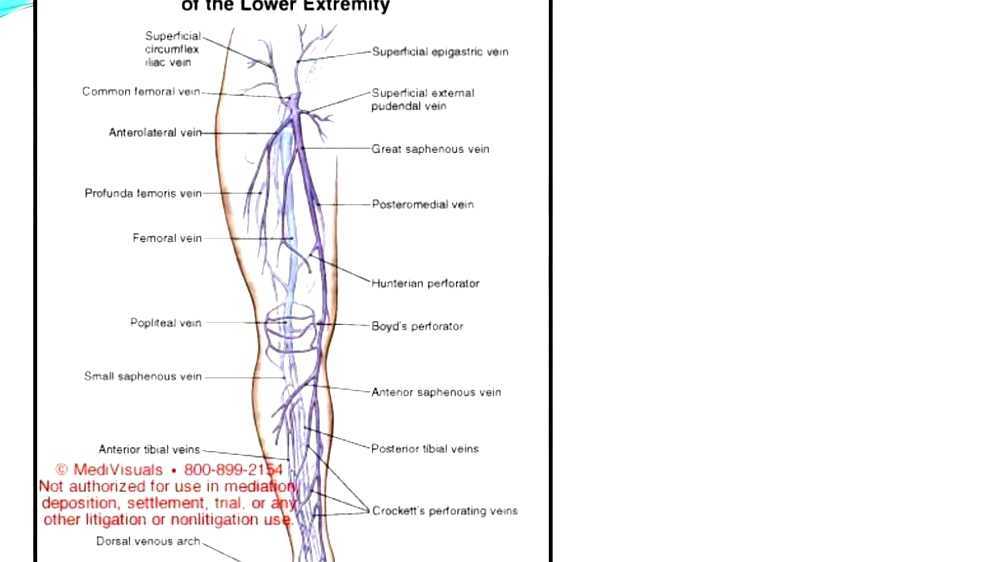 Anterior accessory saphenous vein