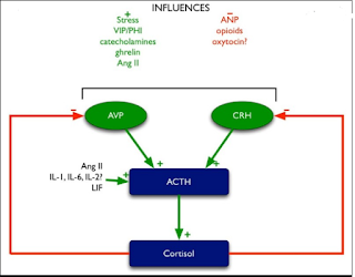 Help For Mood Disorders: ACTH, POMC AND THE MSH