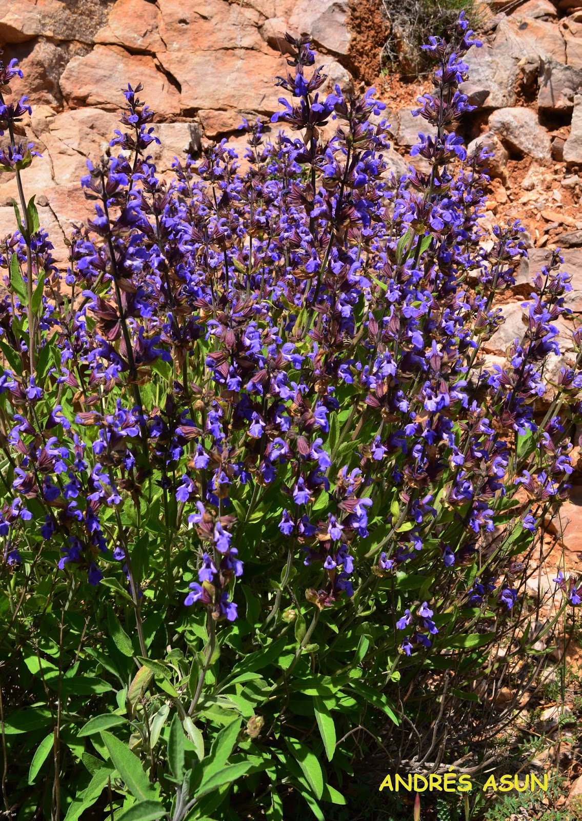 Flores silvestres de la Cordillera Cantábrica: LABIADAS - Labiatae