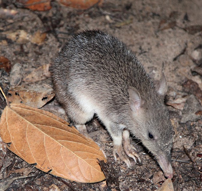 BunyipCo: A Real Cutie