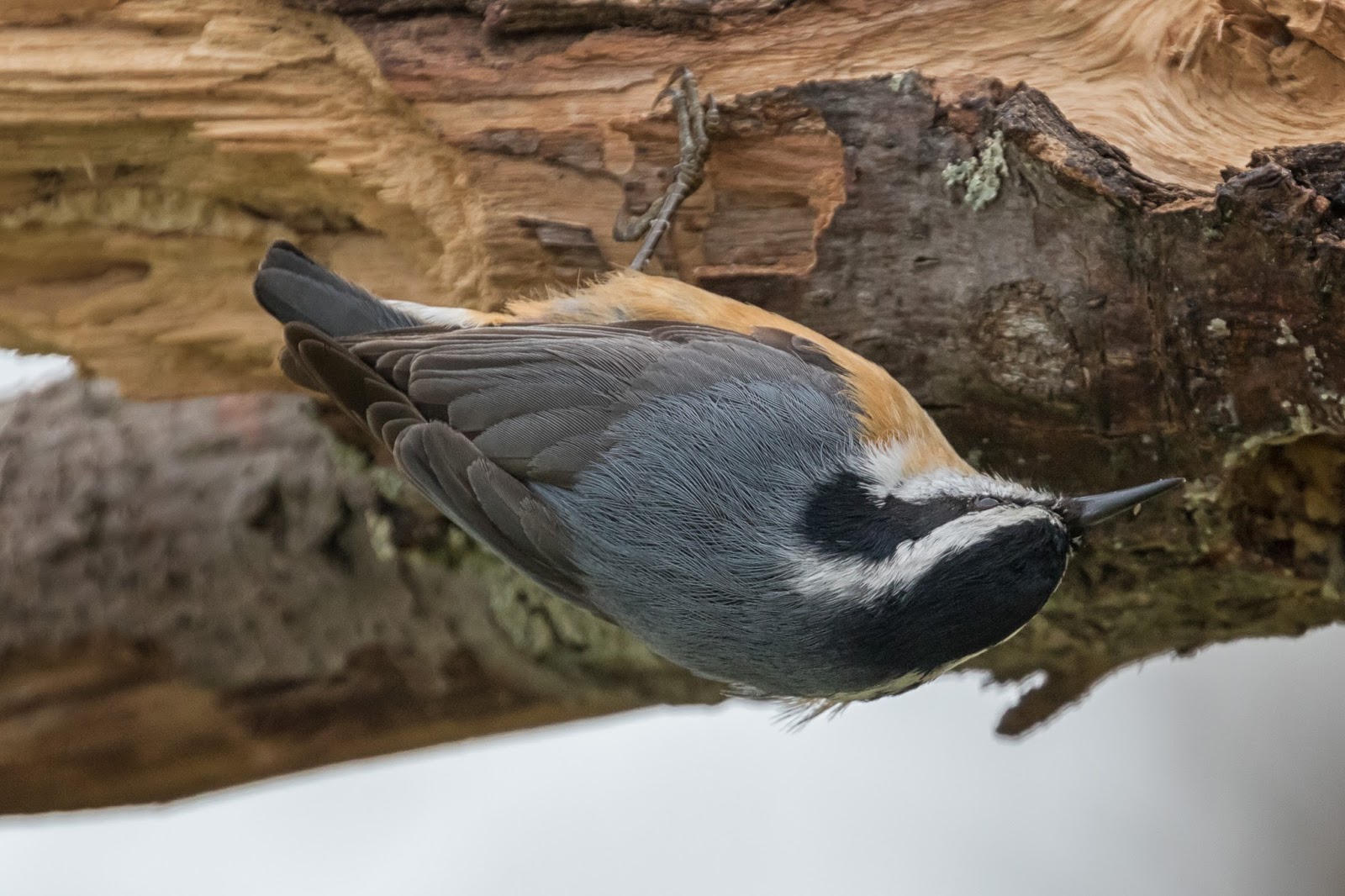 Red-breasted nuthatch.